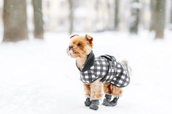 Vai sāls, ko izmanto ceļu posmu apkaisīšanai, var kaitēt sunim? | BB.LV