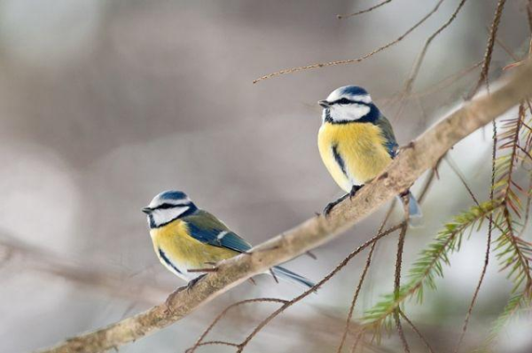 Kāpēc putnu ziemas barošana veicina ražas uzlabošanos? | BB.LV